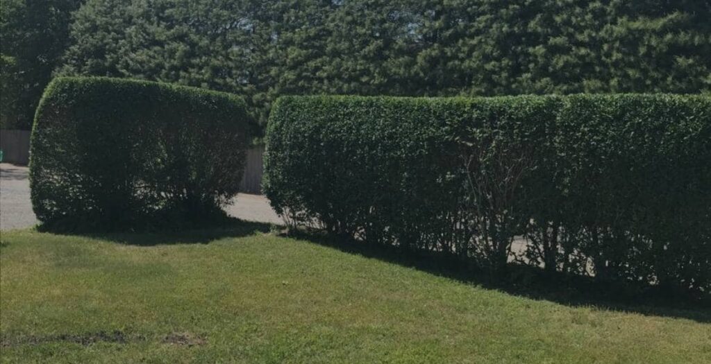 Bush Trimming - R Santos Landscaping - Professional Services in Mastic, NY